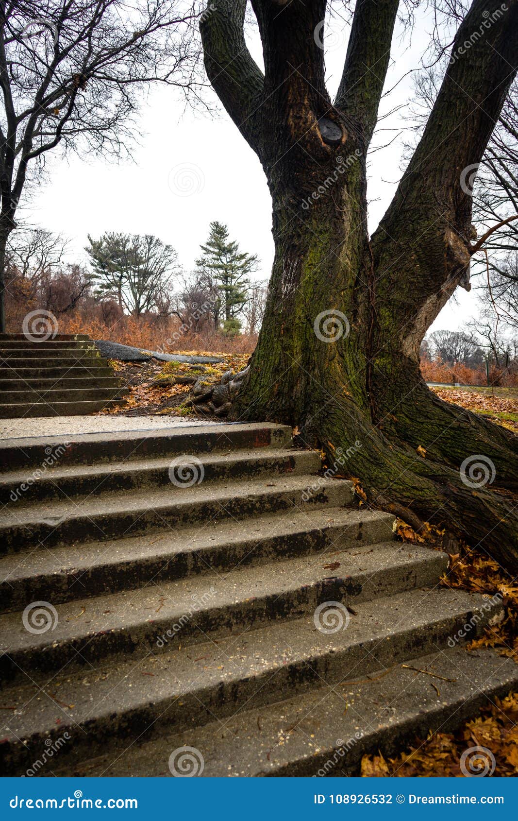 The Tree Next To the Stairs Stock Photo - Image of path, footpath ...