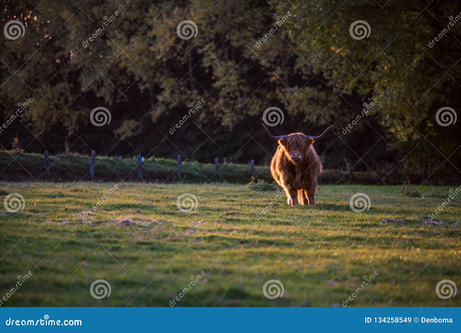An Scottish Highlander stock image. Image of animal - 134258549