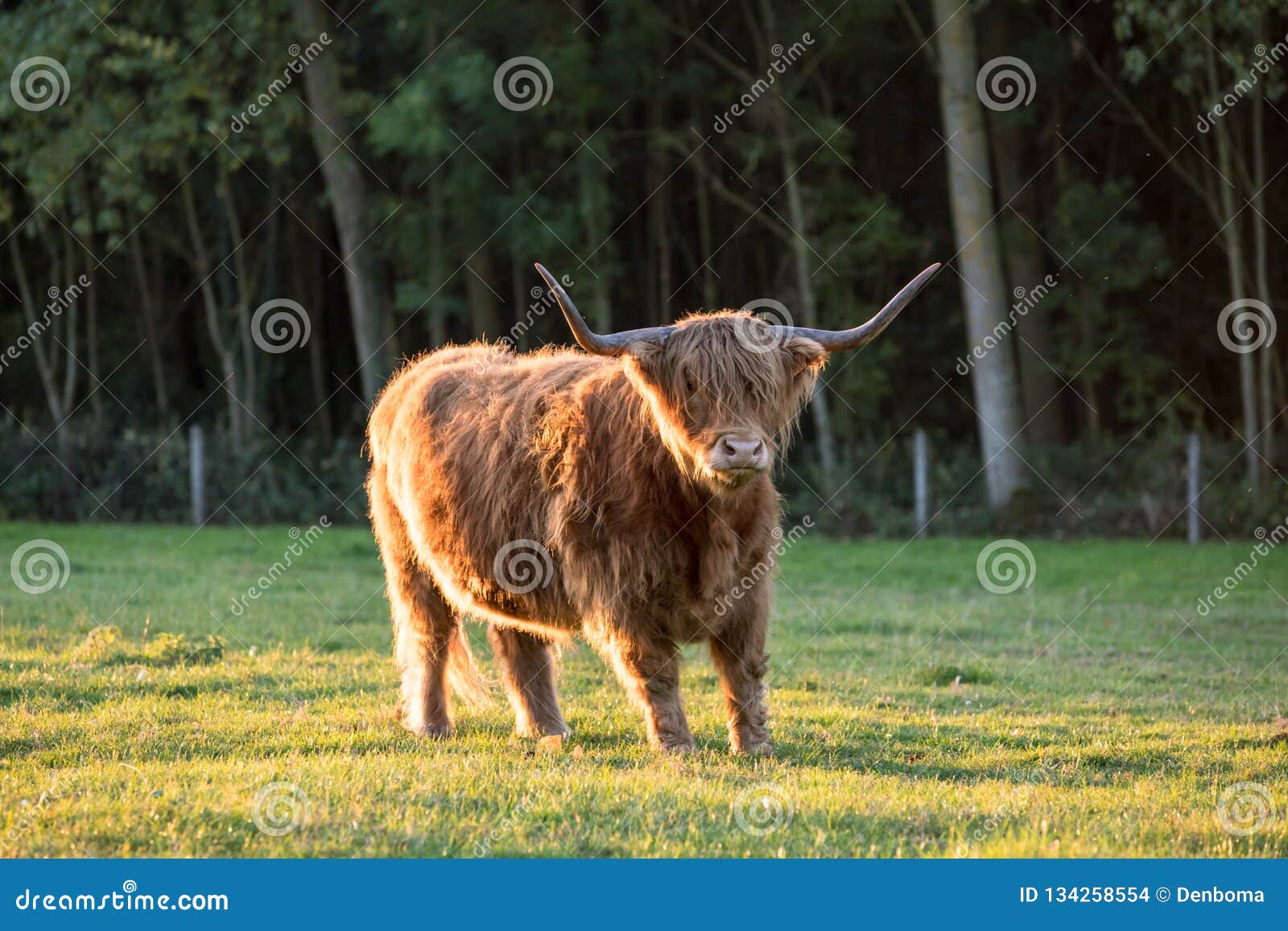 An Scottish Highlander stock photo. Image of animal - 134258554