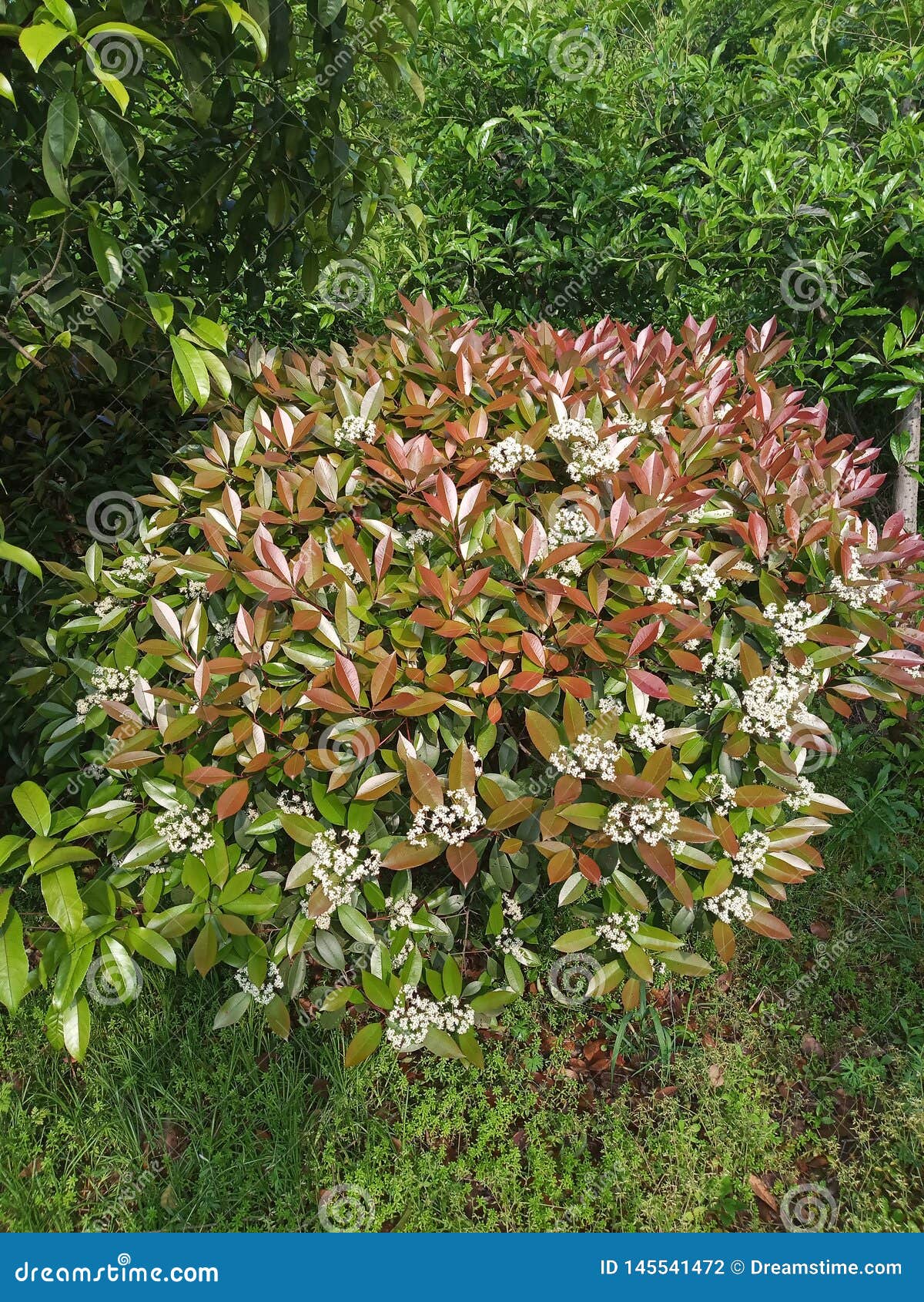 Trees and Flowers in the Sun Stock Photo - Image of health, ornamental ...