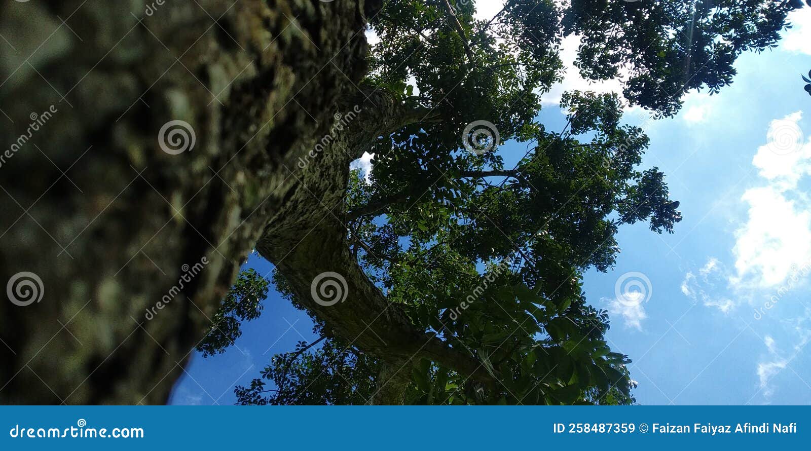 Big Tree with Shadow Under the Beautiful Blue Sky with White Clouds ...