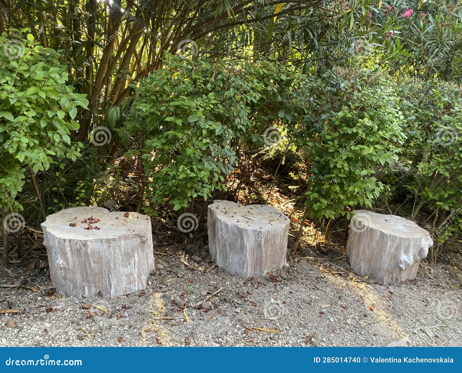 There are Big Tree Stumps in the Park Stock Photo - Image of stumps ...