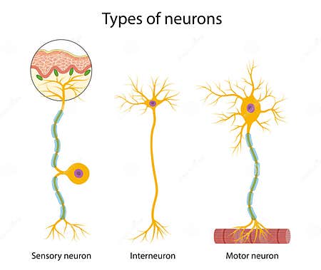 Three Main Types of Neurons: Sensory, Interneuron and Motor Stock ...