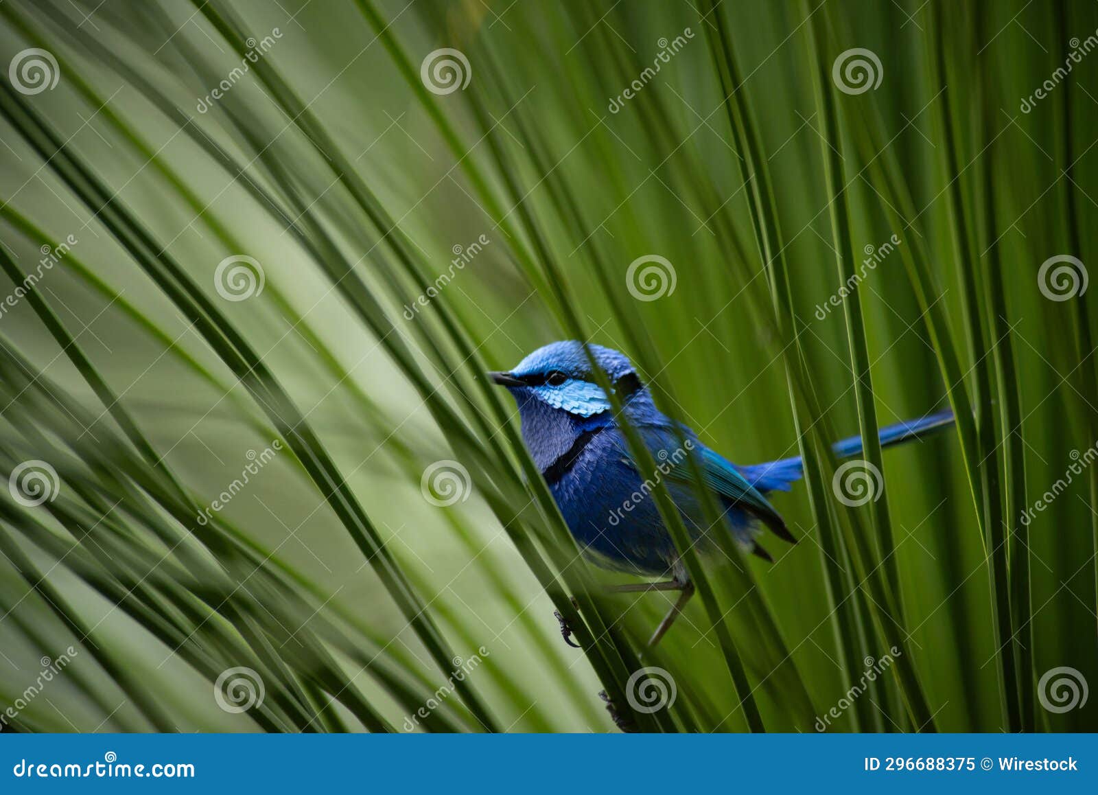 There is a Blue Bird that is on the Tree Limb Stock Image - Image of ...