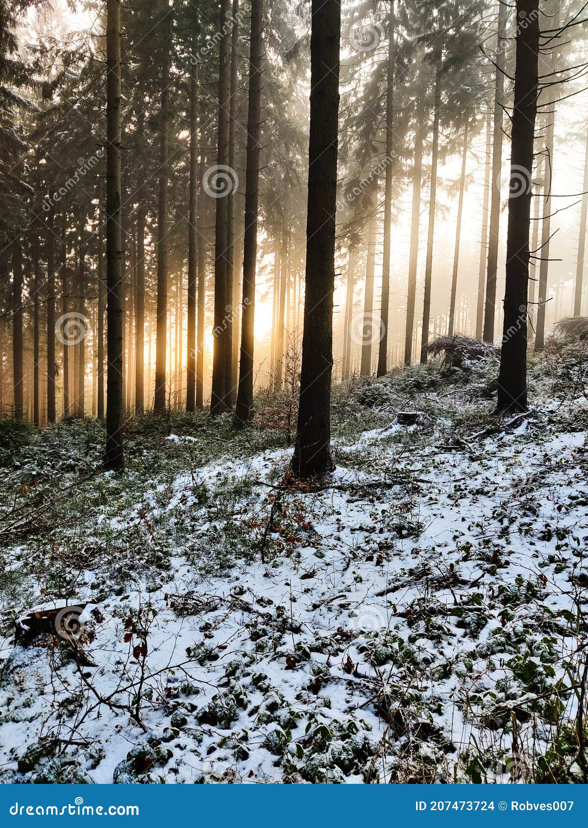 Sunset in the forest stock photo. Image of sunset, freezing - 207473724