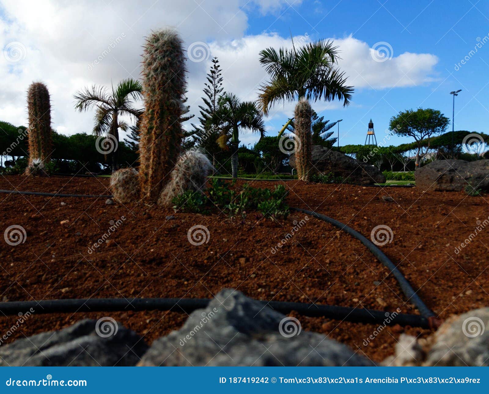 The CACTUS are in the PARK 3 Stock Photo - Image of blue, flora: 187419242