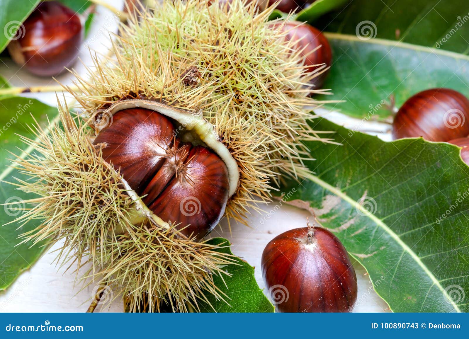 An lot off chestnuts stock image. Image of leaf, nature - 100890743