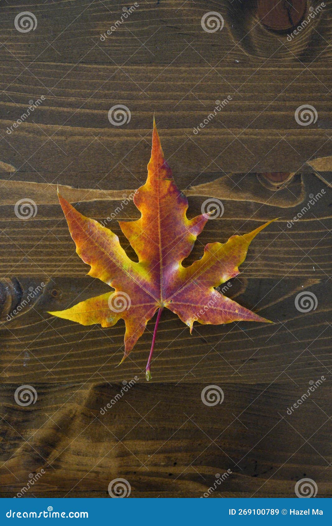 There is a Complete and Beautiful Collection of Maple Leaf Specimens on ...