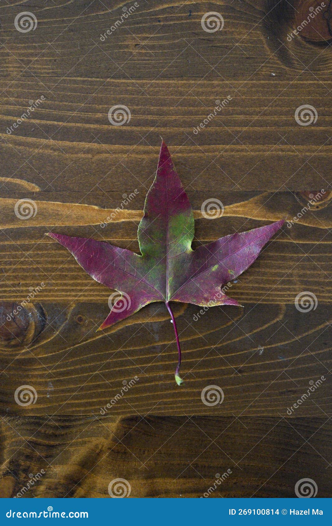 There is a Complete and Beautiful Collection of Maple Leaf Specimens on ...