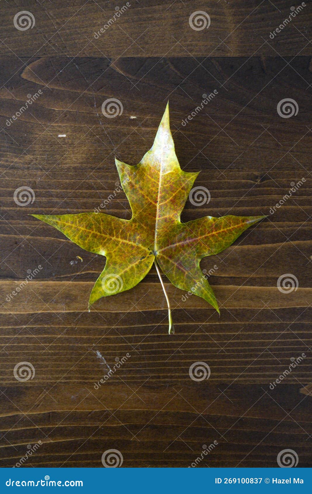 There is a Complete and Beautiful Collection of Maple Leaf Specimens on ...