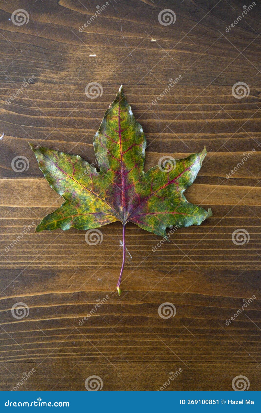 There is a Complete and Beautiful Collection of Maple Leaf Specimens on ...