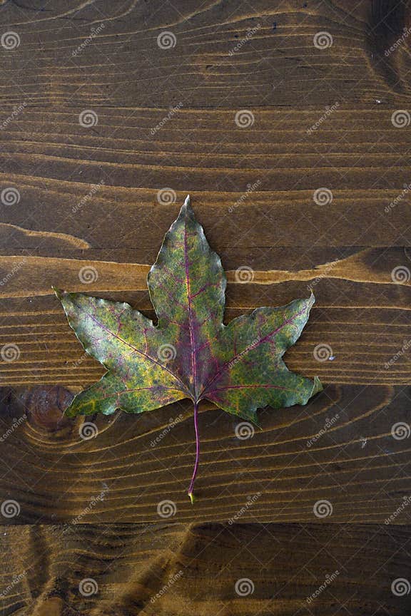 There is a Complete and Beautiful Collection of Maple Leaf Specimens on ...