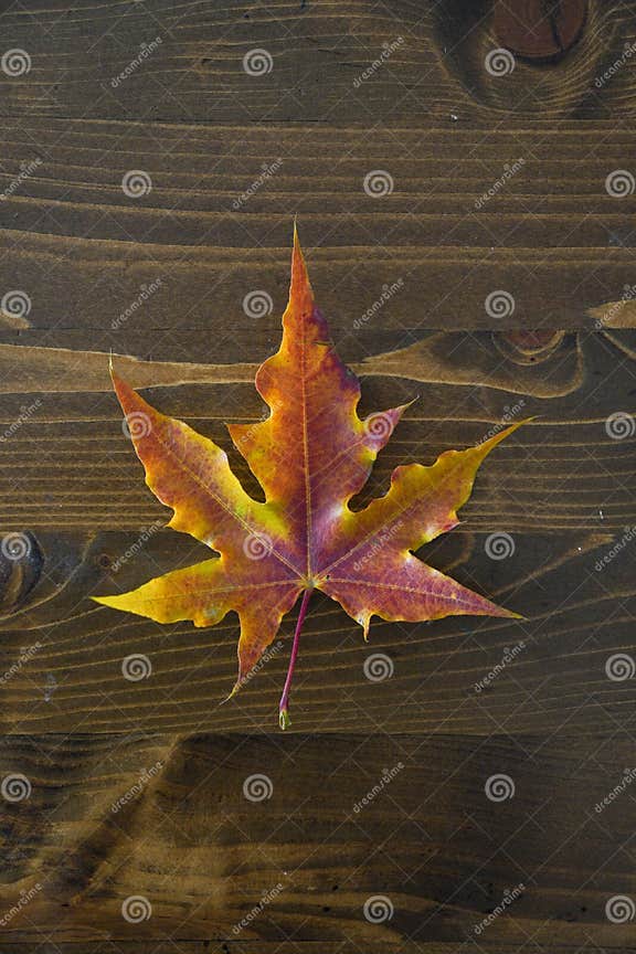 There is a Complete and Beautiful Collection of Maple Leaf Specimens on ...