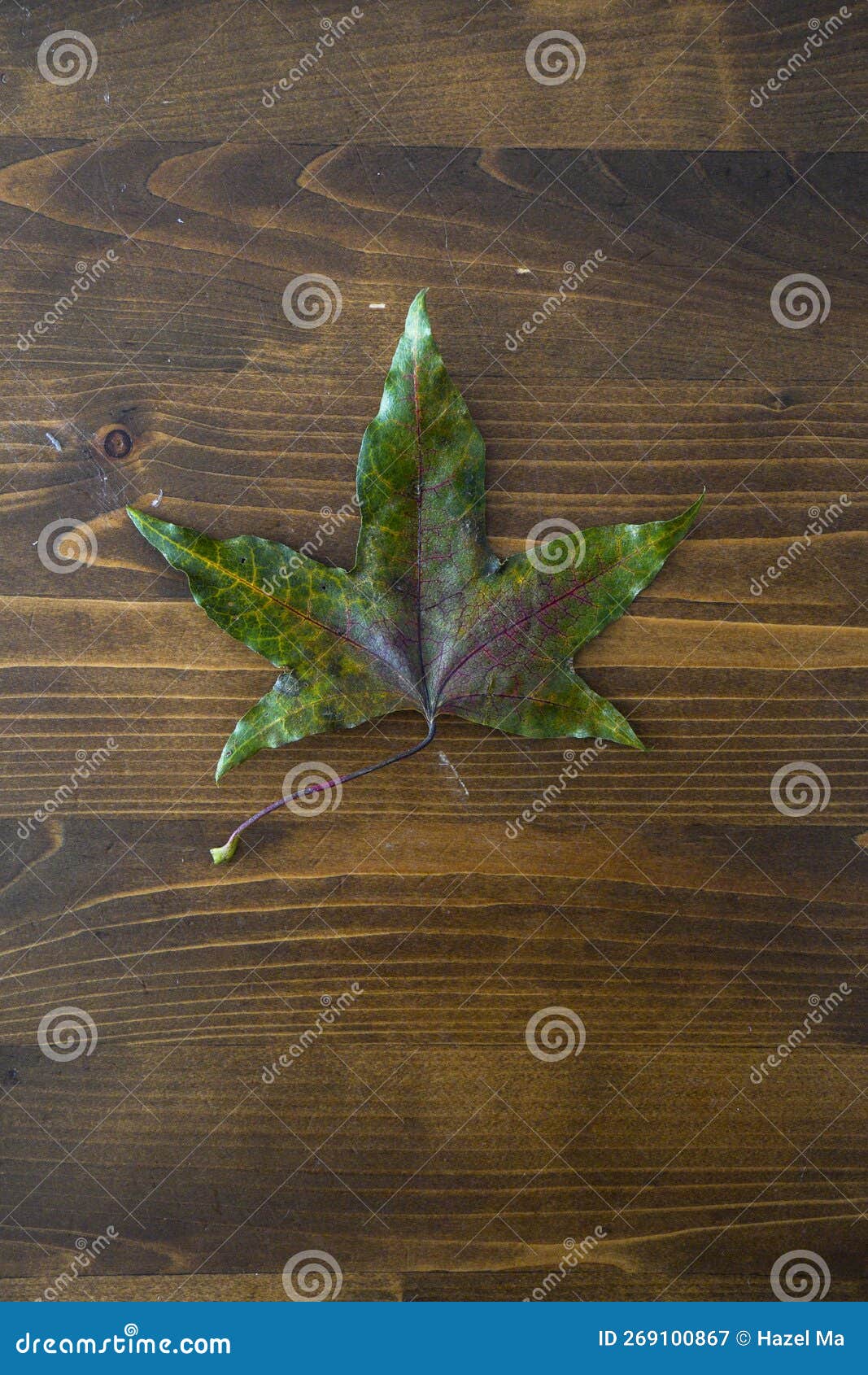 There is a Complete and Beautiful Collection of Maple Leaf Specimens on ...