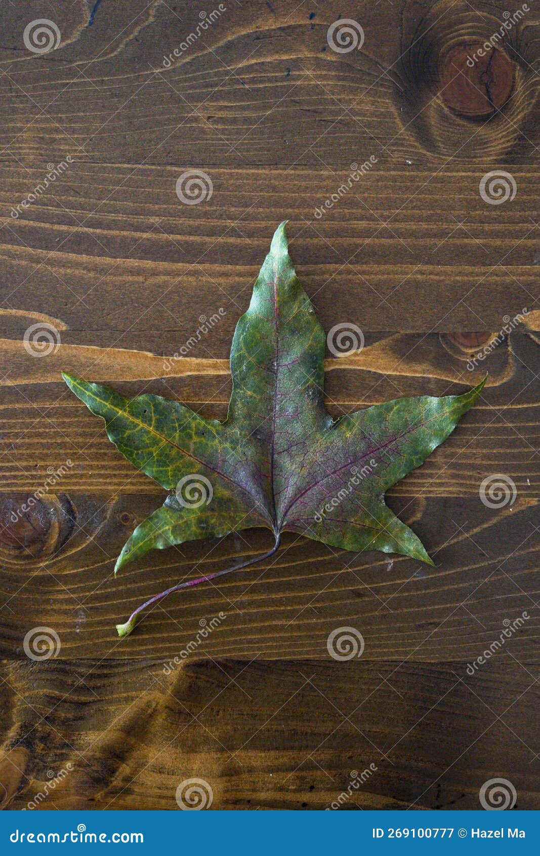 There is a Complete and Beautiful Collection of Maple Leaf Specimens on ...