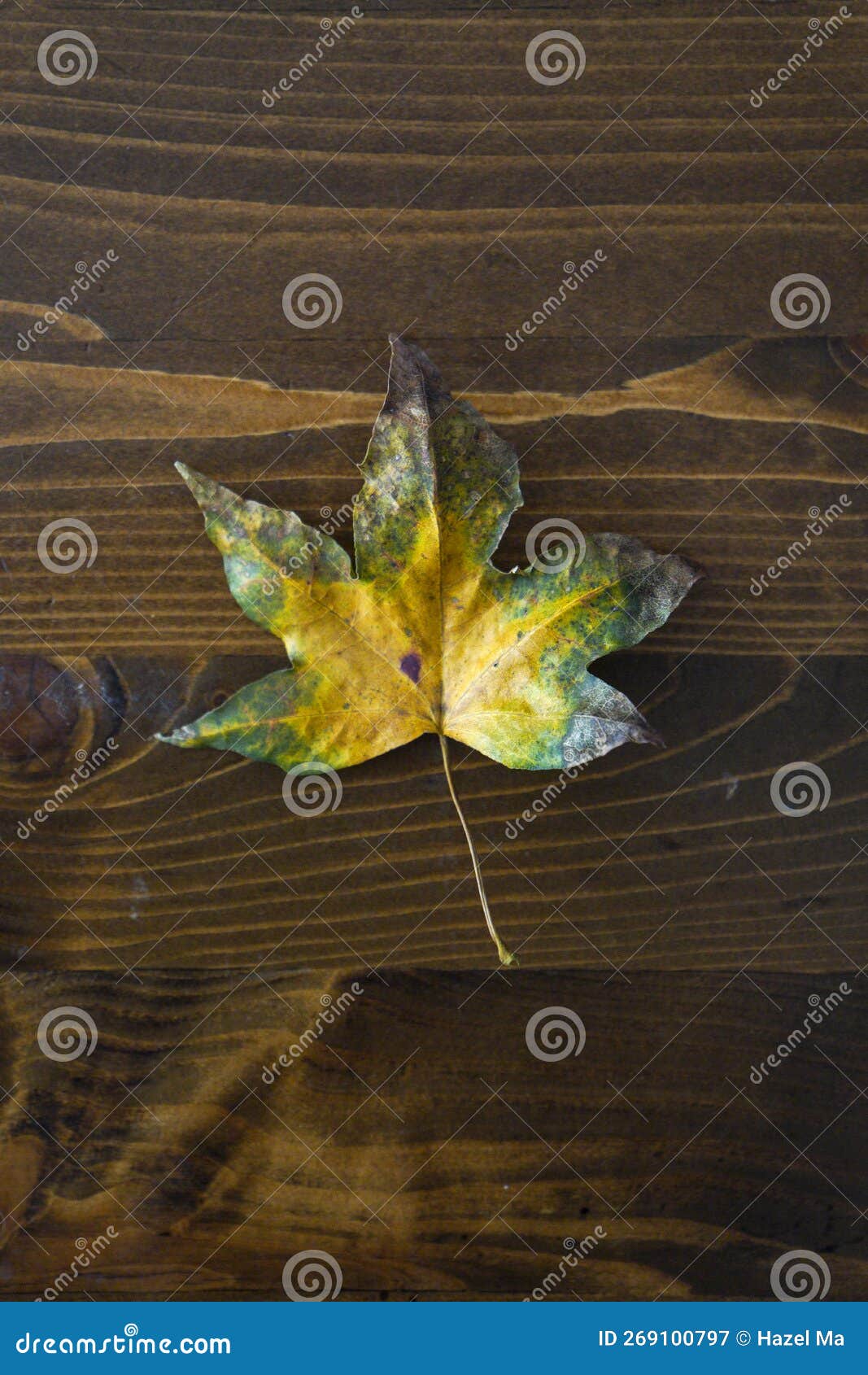 There is a Complete and Beautiful Collection of Maple Leaf Specimens on ...