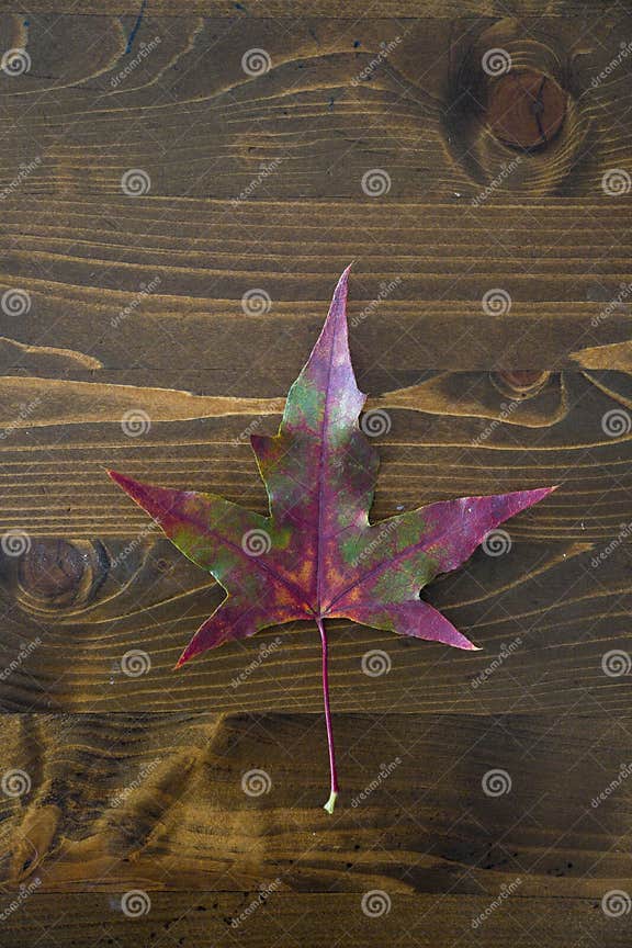 There is a Complete and Beautiful Collection of Maple Leaf Specimens on ...