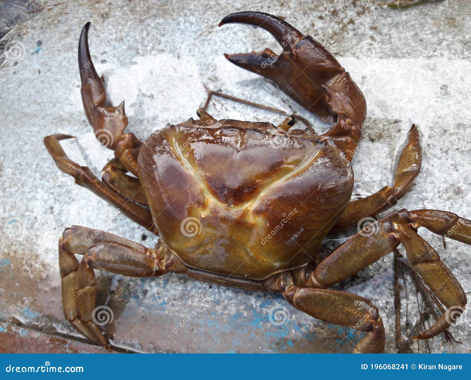 Crab River Maharashtra, in India Stock Image - Image of attack, bite ...