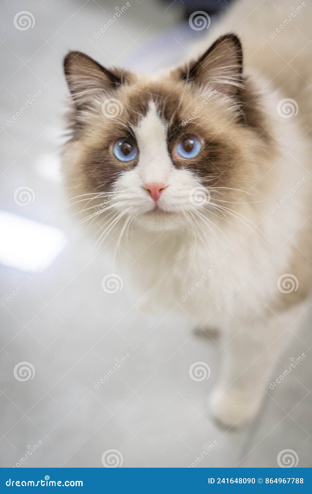 There is a Cute Muppet Cat in the Room Stock Photo - Image of noble ...