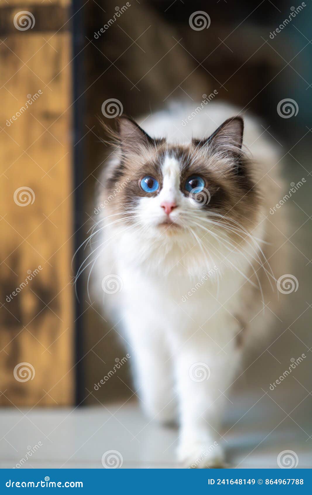 There is a Cute Muppet Cat in the Room Stock Image - Image of ...
