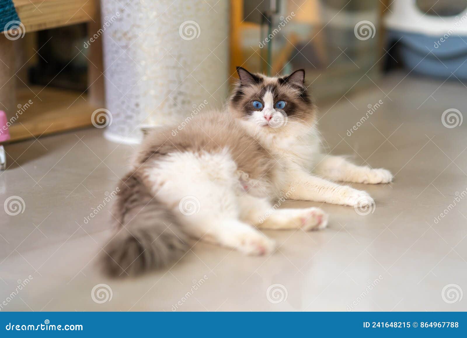 There is a Cute Muppet Cat in the Room Stock Image - Image of evening ...