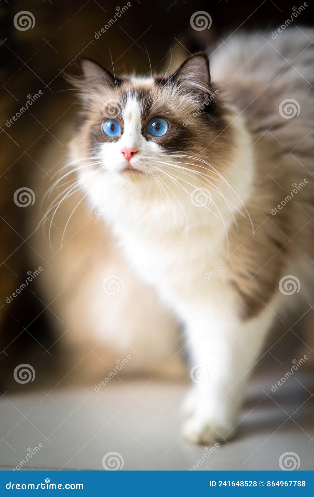 There is a Cute Muppet Cat in the Room Stock Photo - Image of ...