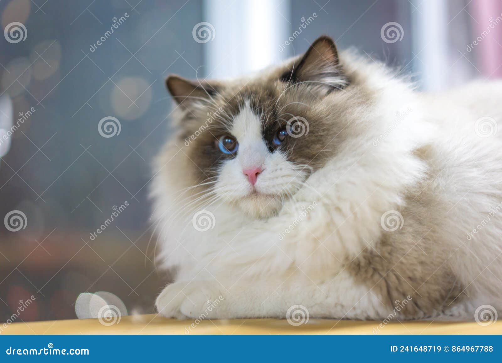 There is a Cute Muppet Cat in the Room Stock Image - Image of muppet ...