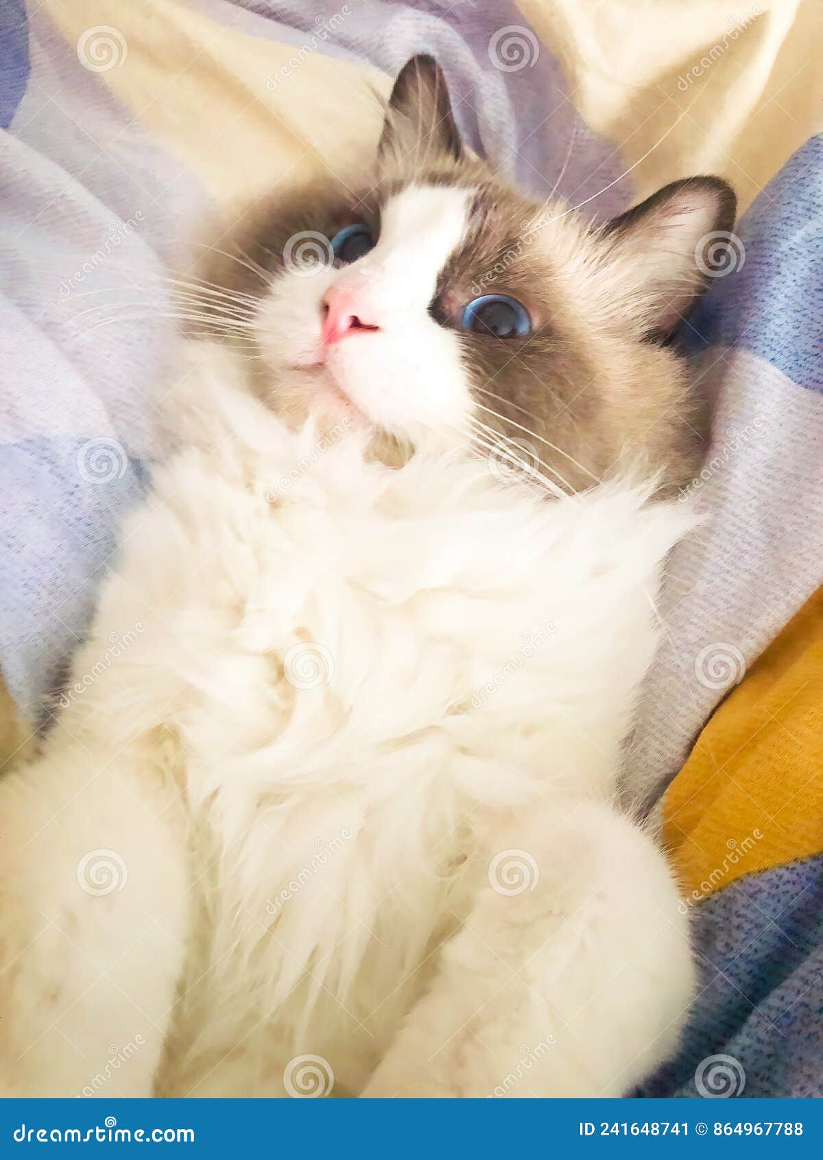 There is a Cute Muppet Cat in the Room Stock Image - Image of beautiful ...