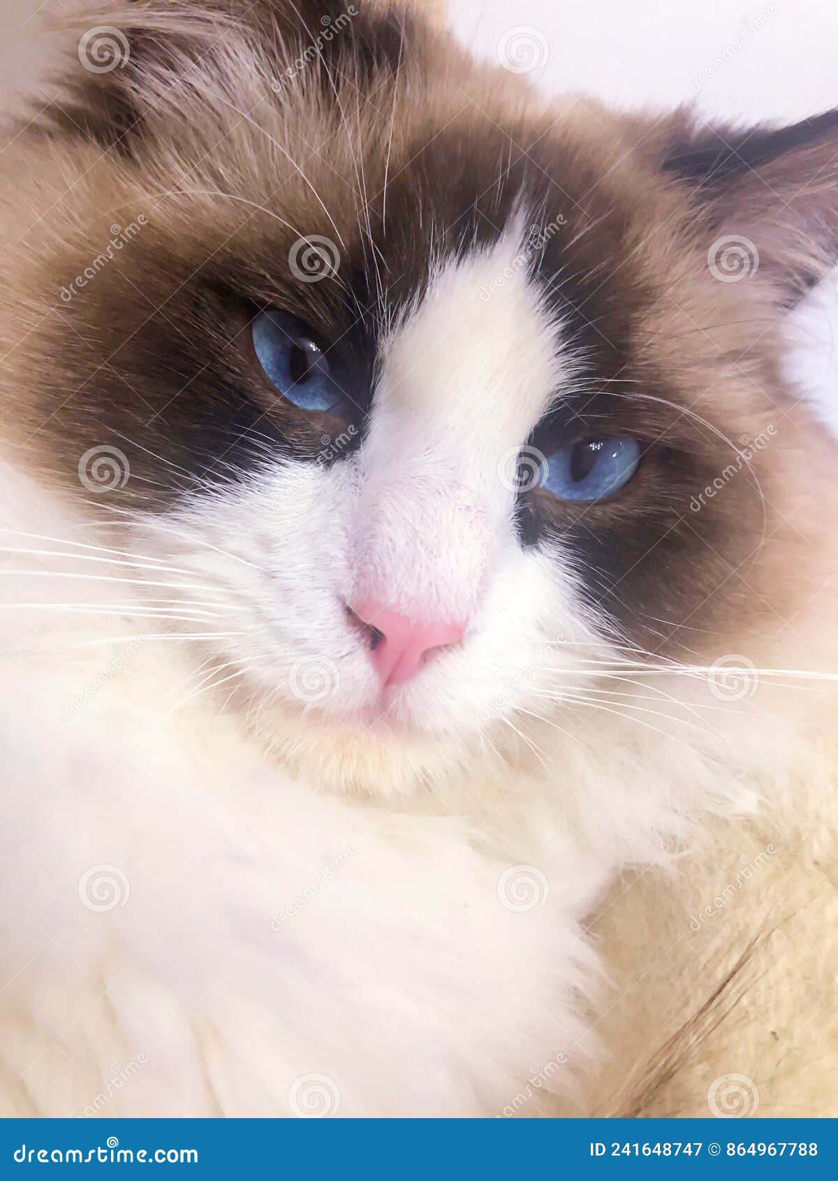 There is a Cute Muppet Cat in the Room Stock Image - Image of feline ...