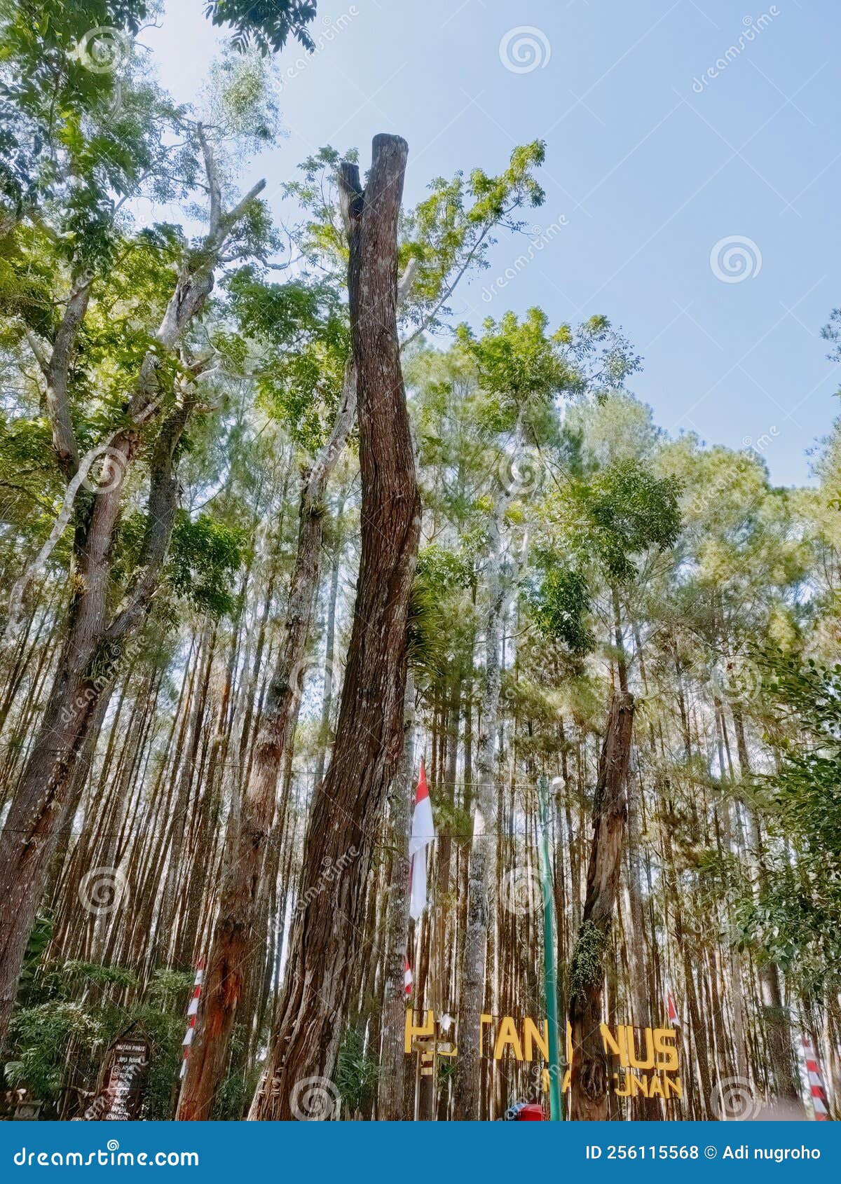 There are Dead Tree Trunks and Various Other Types of Trees Lined Up ...