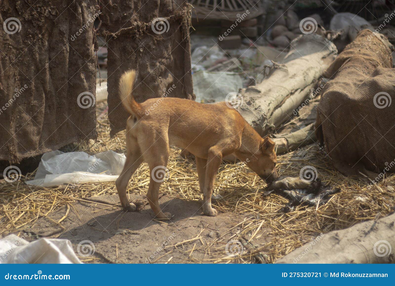 There is a Dog Eating Garbage Stock Image - Image of wildlife, life ...