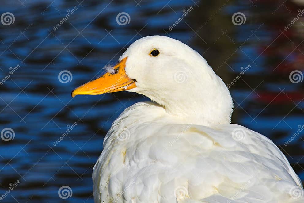 Is There a Feather on My Nose? Stock Photo - Image of feather, wildlife ...