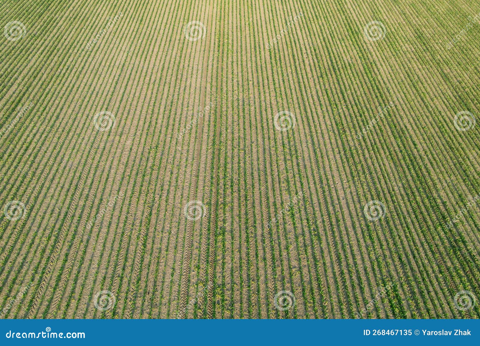 There is a Field Where Young Corn Sprouts Evenly in Rows on a Large ...