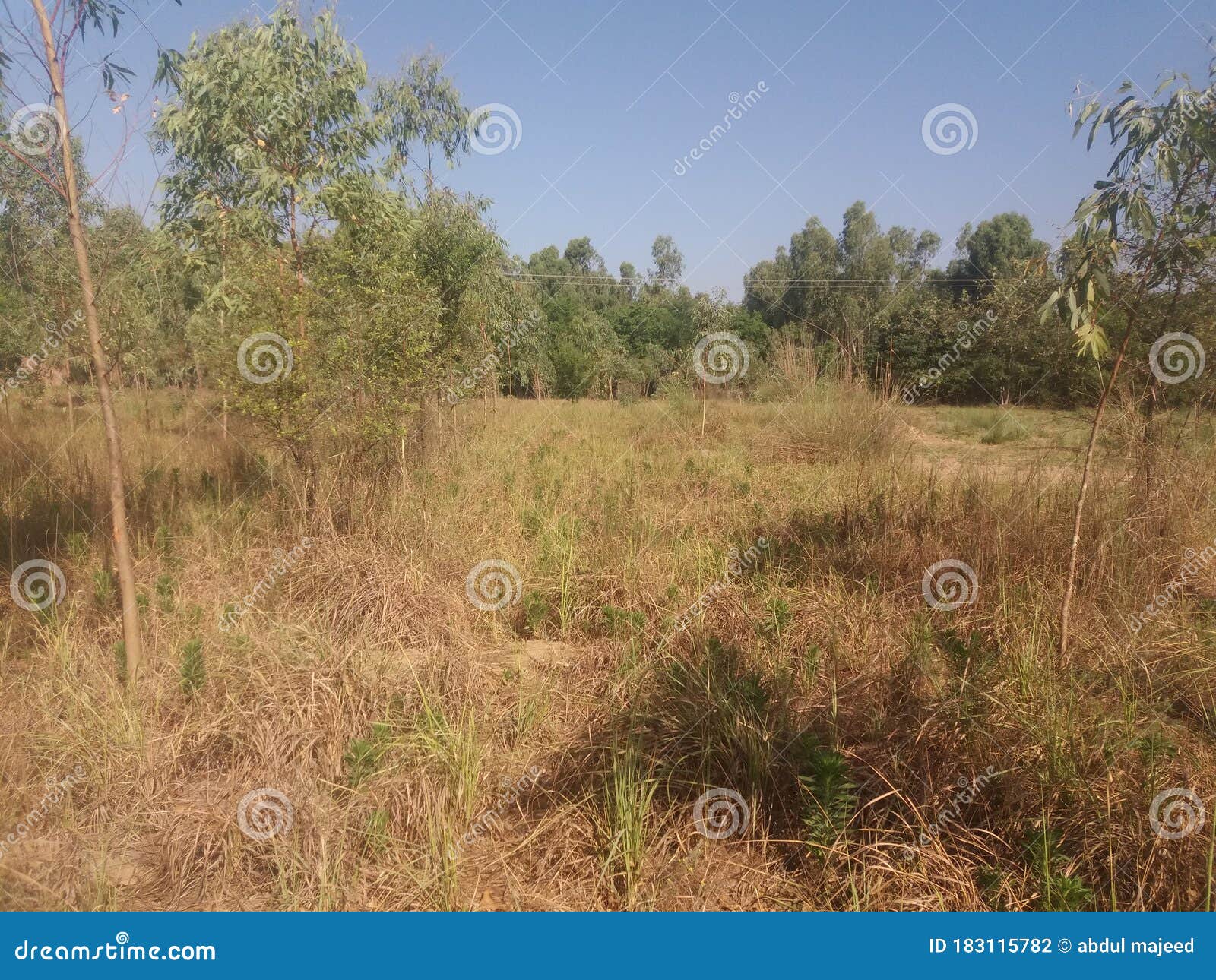 There Grass Soo Sweet with Tree Stock Photo - Image of grass, treee ...
