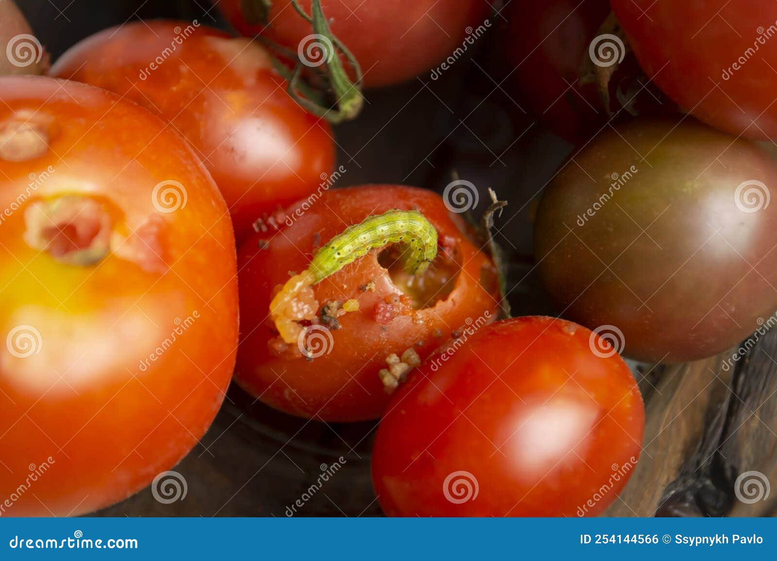There is a Green Caterpillar in the Tomato. the Caterpillar Eats a Red ...