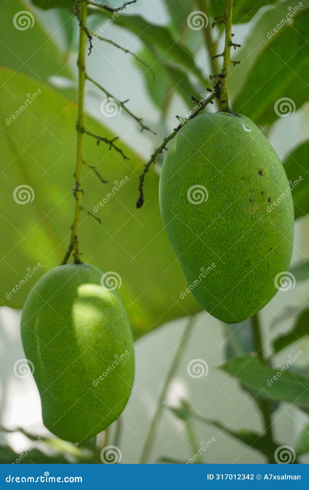 There is a Green Mango Hanging from a Tree with a Bug on it Stock Photo ...