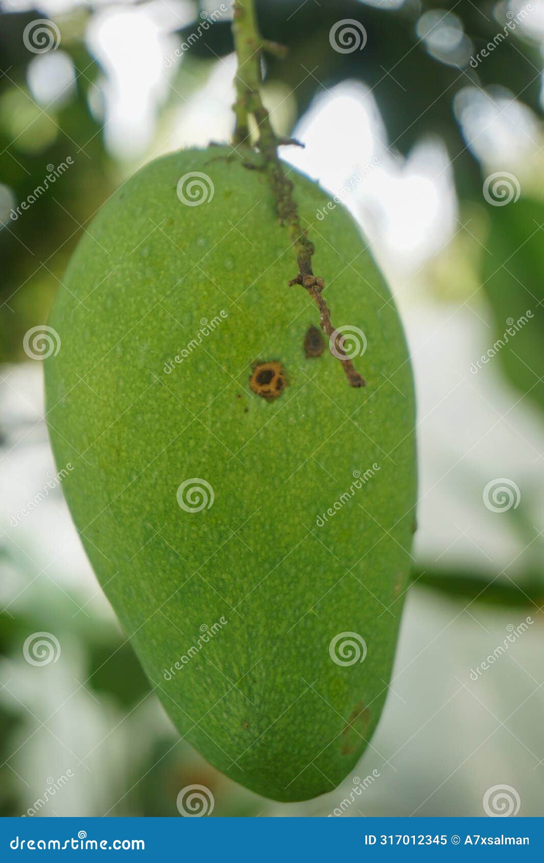 There is a Green Mango Hanging from a Tree with a Bug on it Stock Image ...