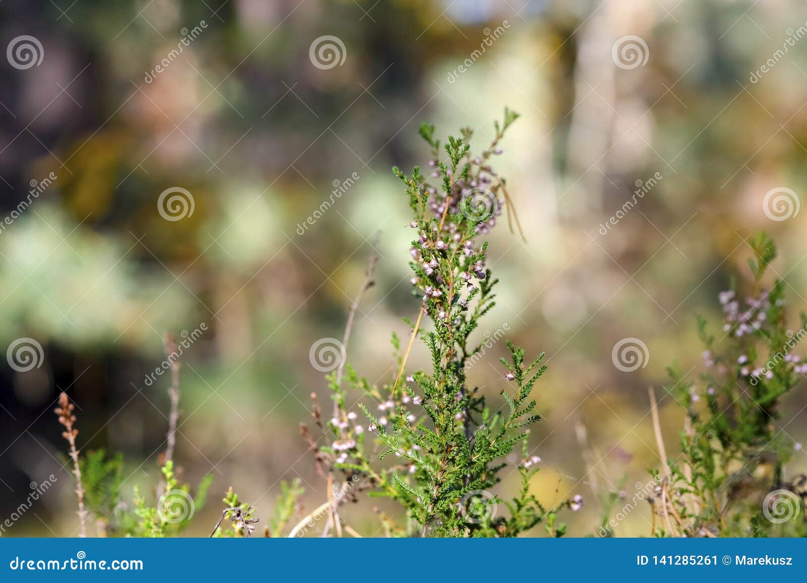 There is a Heather Twig in the Forest Stock Image - Image of blossom ...