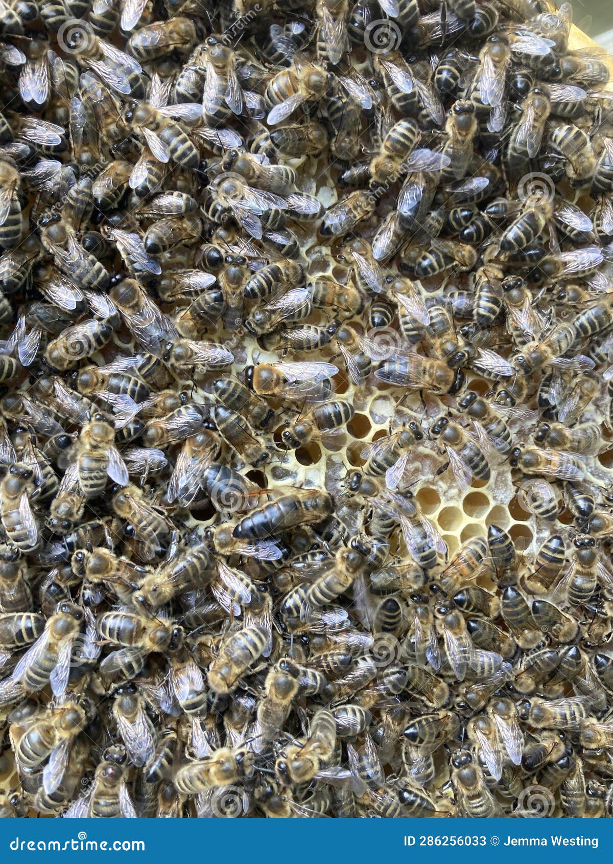 Apis Mellifera. Spot the Honeybee Queen in Amongst All the Bees ...
