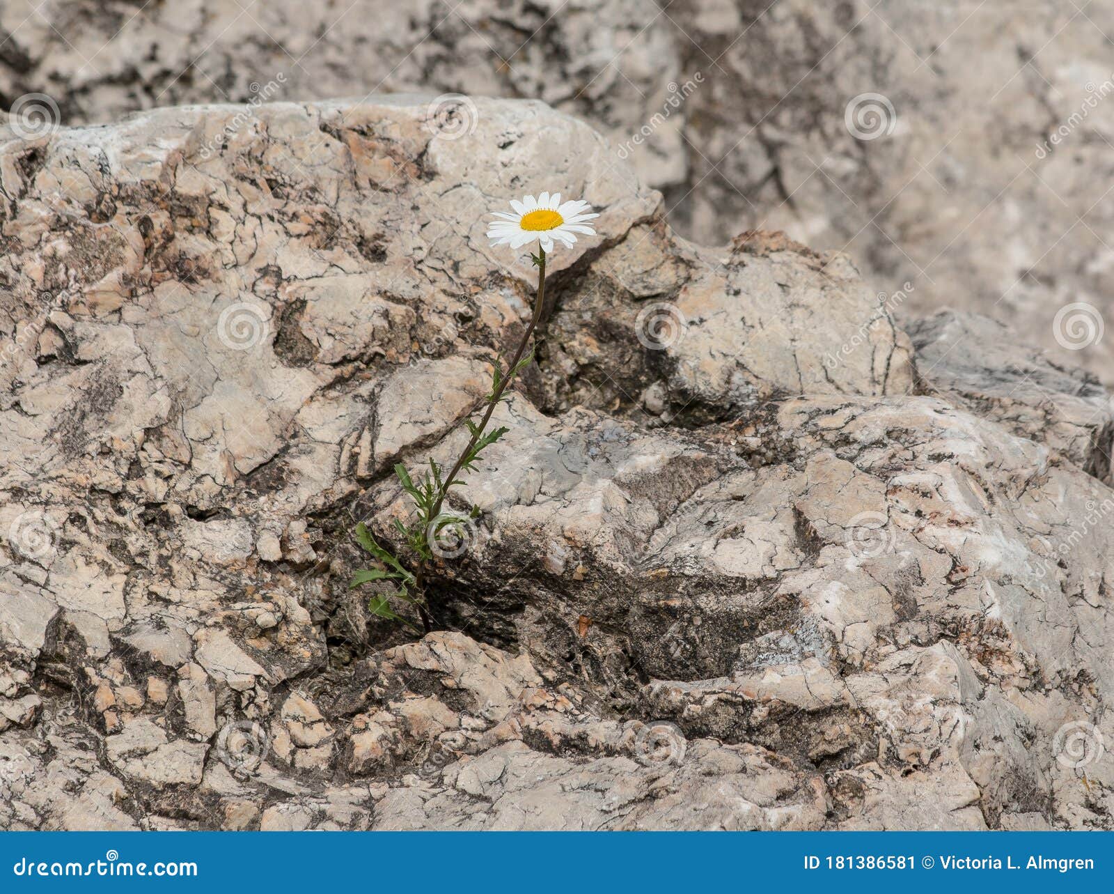 There is Hope, Daisy Growing on a Boulder Stock Image - Image of ...