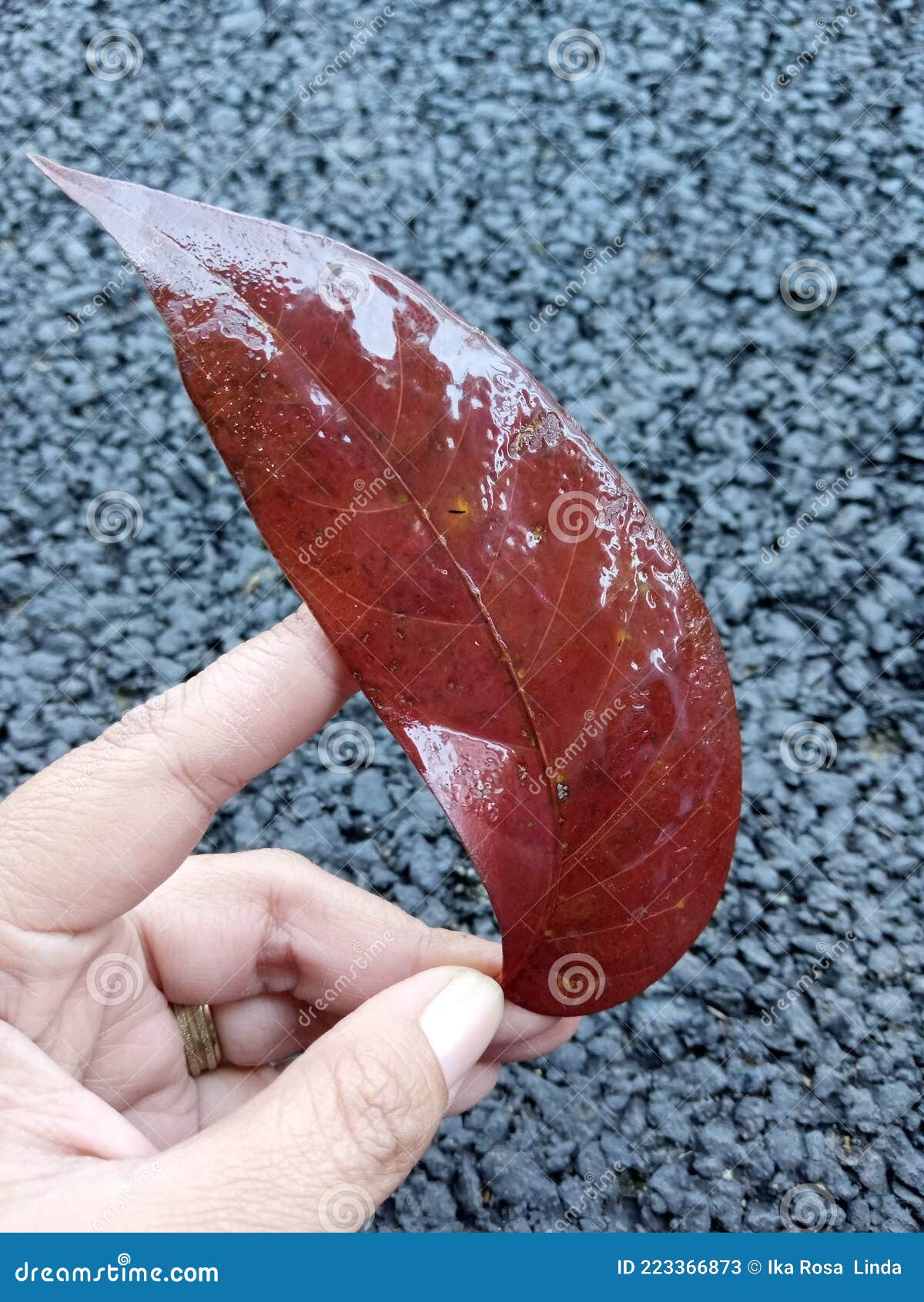 THERE is HOPE in this DRY LEAVE Stock Image - Image of hope, finger ...