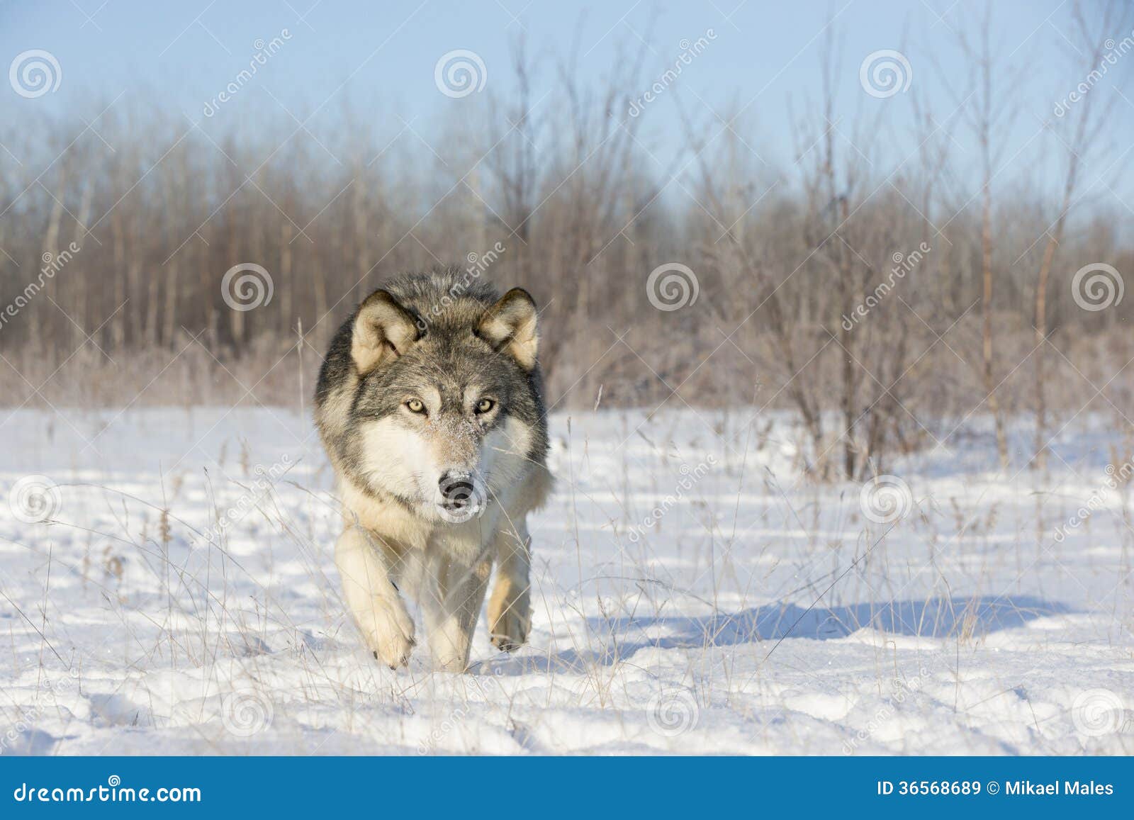 Almost there stock image. Image of scent, licking, stalk - 36568689