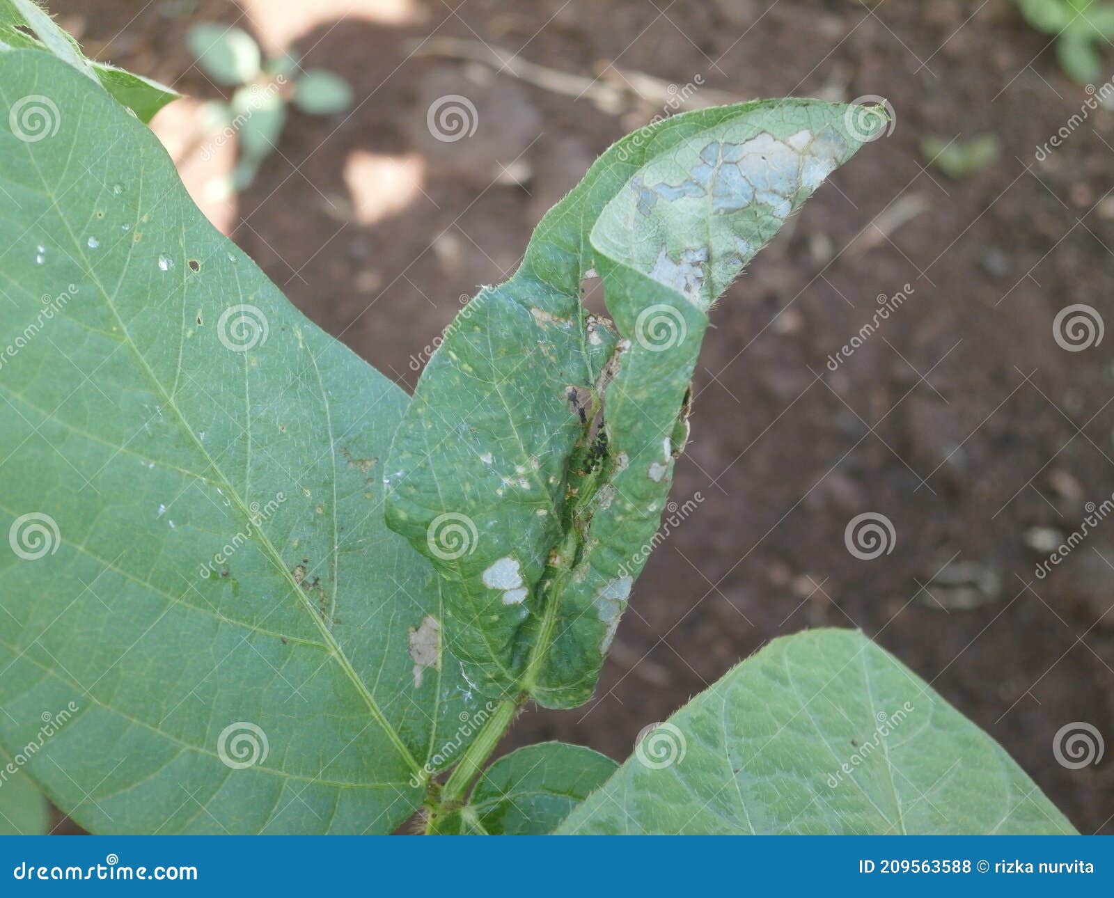 There are Insect Eggs in the Curled Leaves Stock Photo - Image of leaf ...