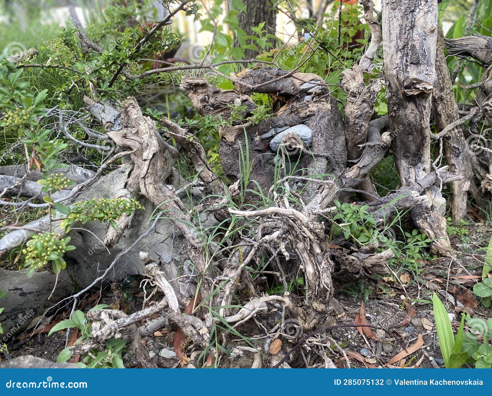 Very Interesting Roots from a Tree Stock Photo - Image of garden ...