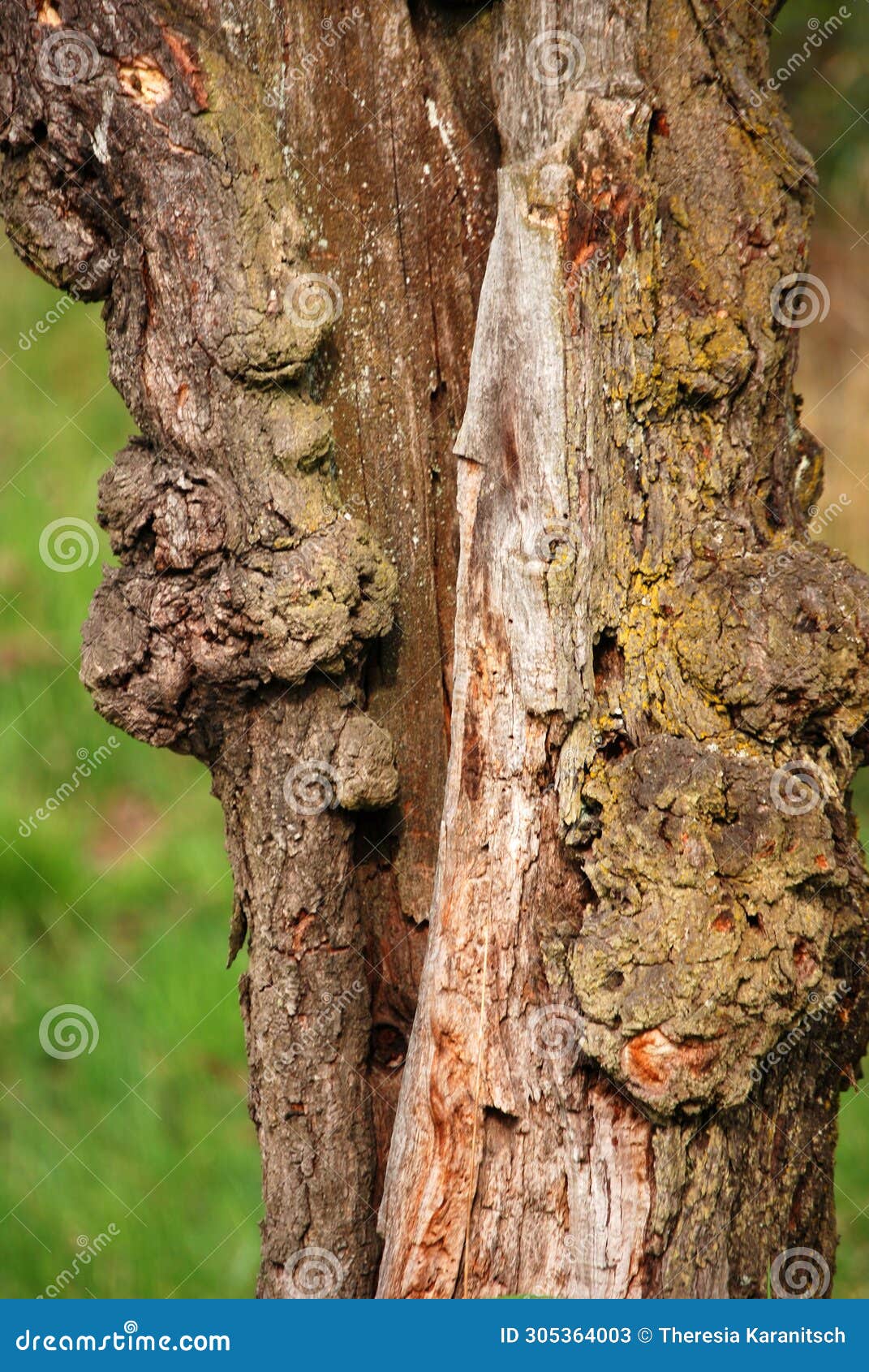 Knobby trunk of tree stock image. Image of bumps, wood - 305364003
