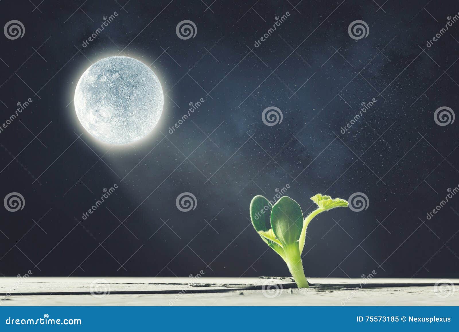 521 Moon Sprout Stock Photos - Free & Royalty-Free Stock Photos from ...