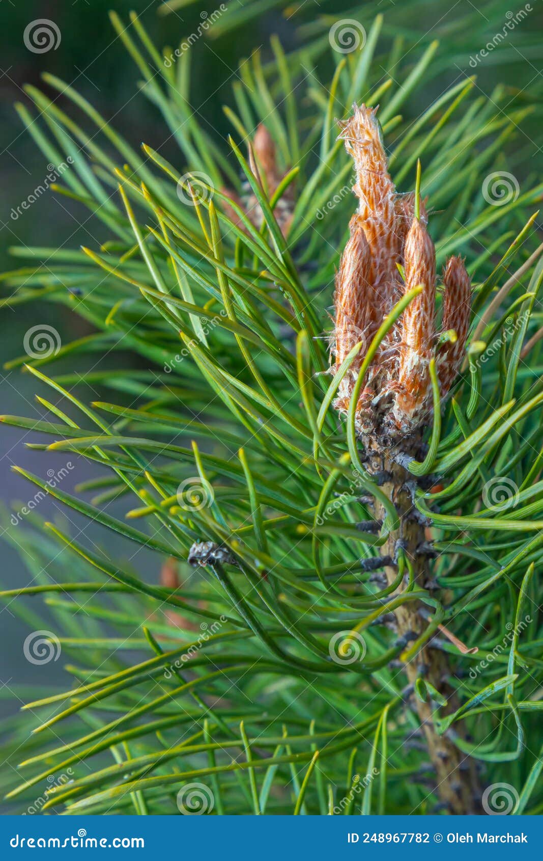 There are Long Buds on a Pine Branch. Buds Appear on the Pine Tree in ...