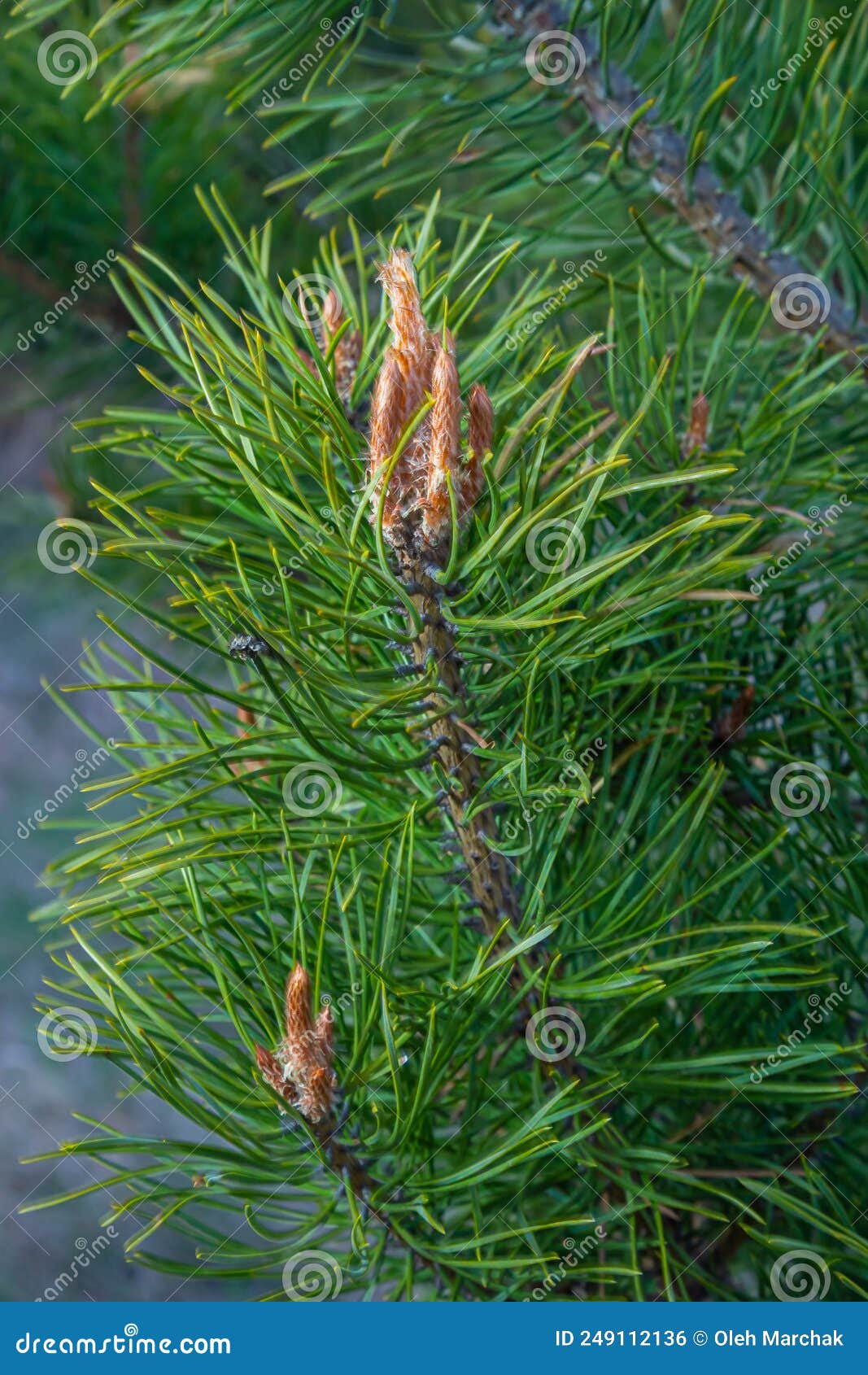 There are Long Buds on a Pine Branch. Buds Appear on the Pine Tree in ...