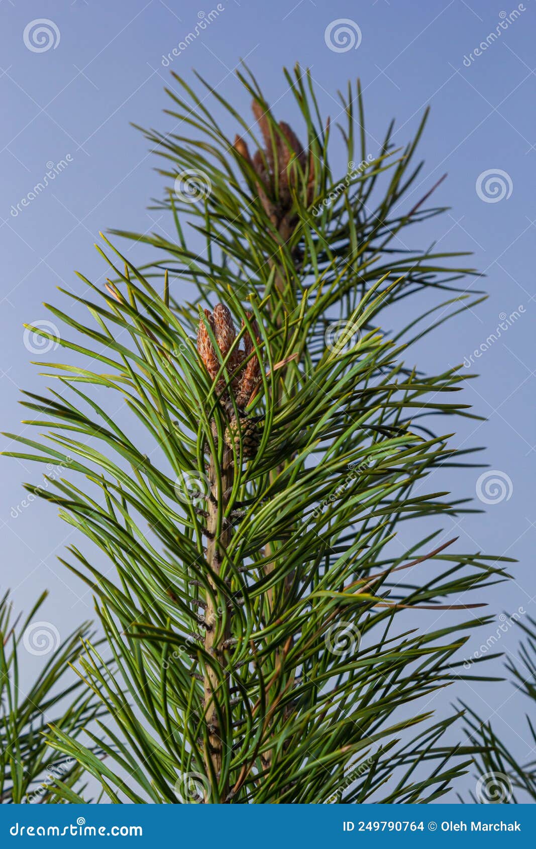 There are Long Buds on a Pine Branch. Buds Appear on the Pine Tree in ...