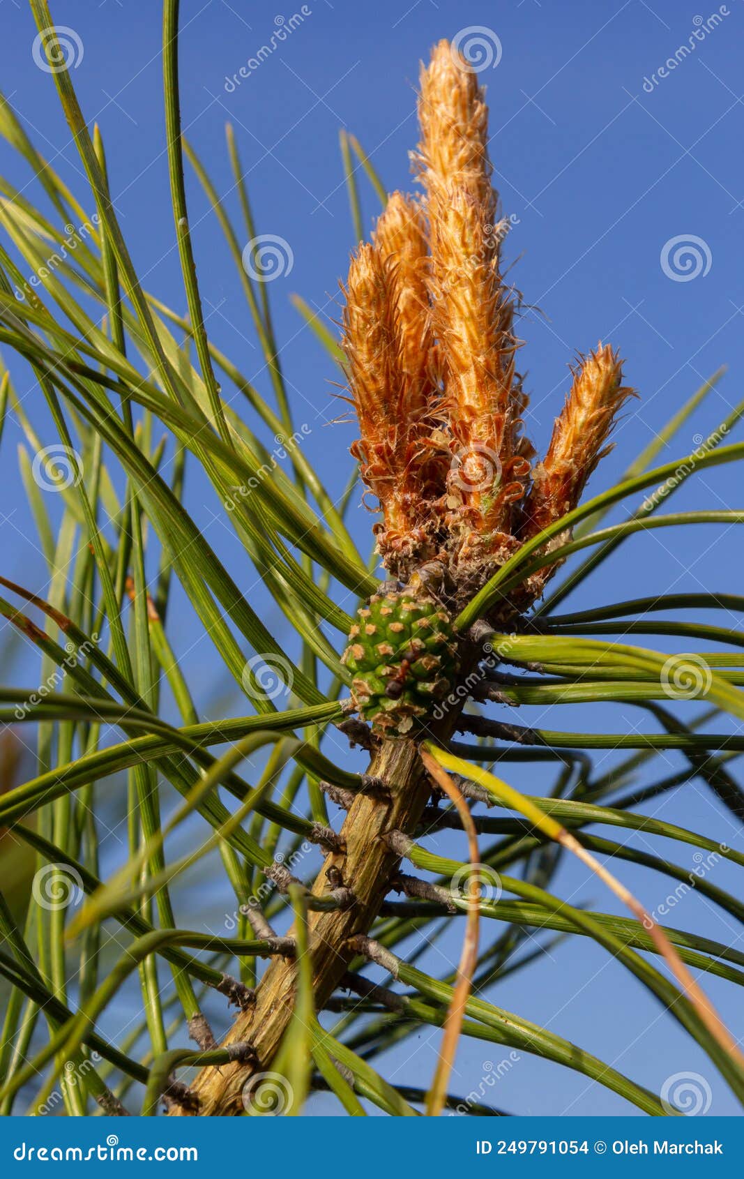 There are Long Buds on a Pine Branch. Buds Appear on the Pine Tree in ...